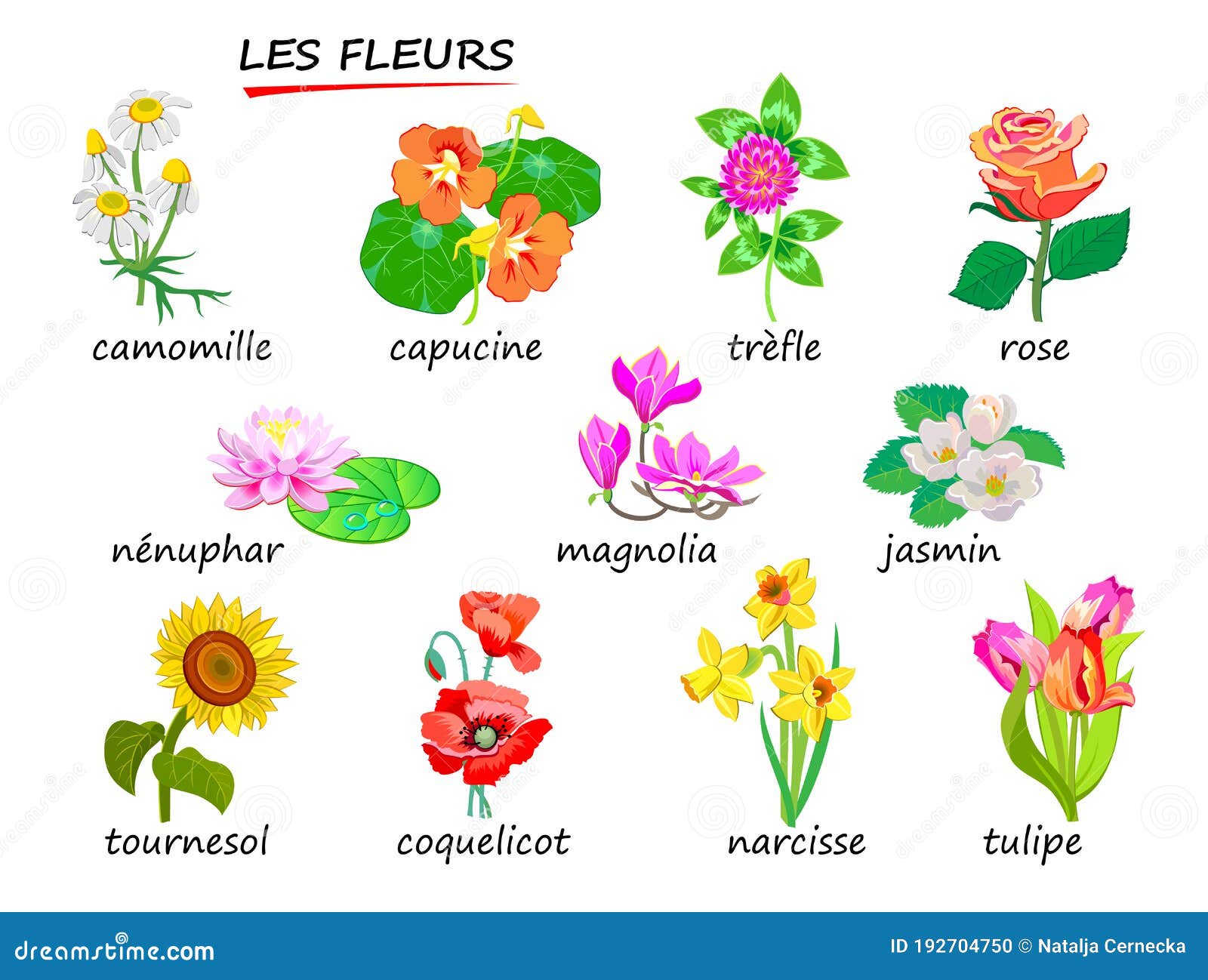 50 Ideas De Nombres Encantadores Para Tu Florer a En Franc s 
